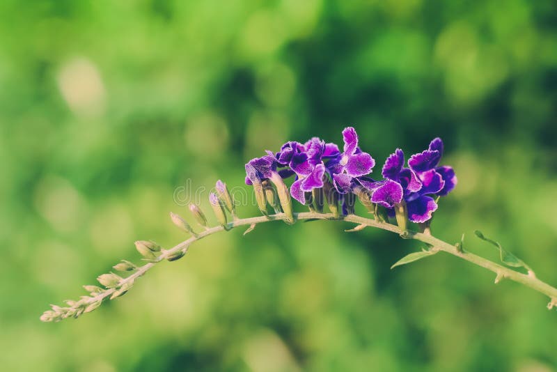 Purple Duranta Erecta Flowers on the Duranta Tree Stock Image - Image ...
