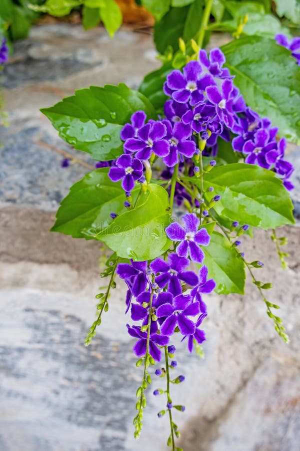 168 Purple Duranta Erecta Flowers Duranta Erecta Tree Stock Photos ...