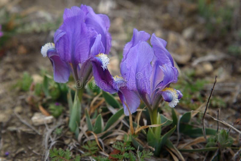 Purple Dwarf Iris Flower or Iris Pumila in Coastal Hills Stock Image ...