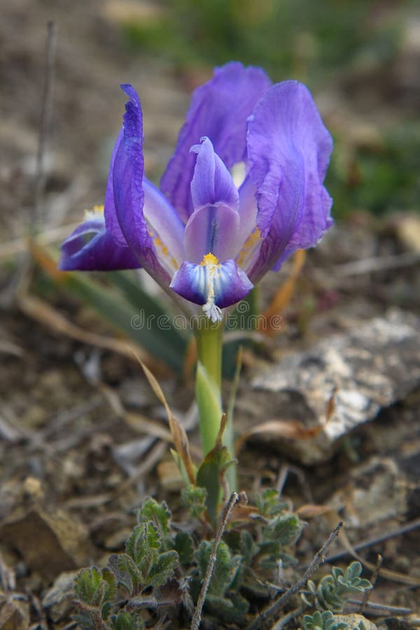 Purple Dwarf Iris Flower or Iris Pumila in Coastal Hills Stock Image ...
