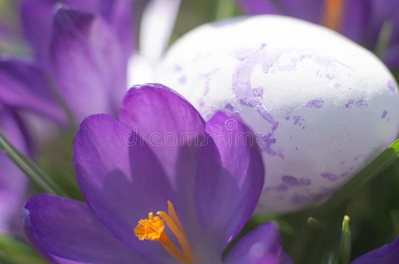 Purple Easter Egg in Beautiful Purple Colors Stock Image - Image of ...