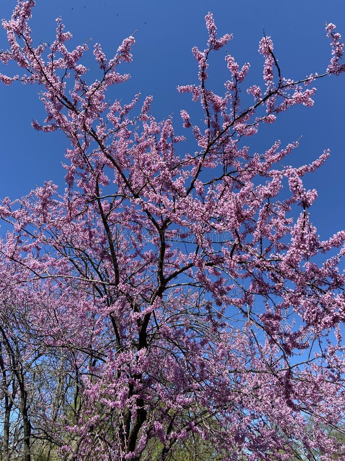 Purple Eastern Redbud Tree and Blue Sky Stock Photo - Image of blossom ...