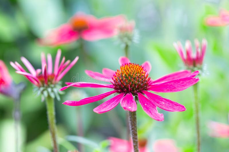 Purple Echinacea Flower with Shallow Depth Background Stock Image ...