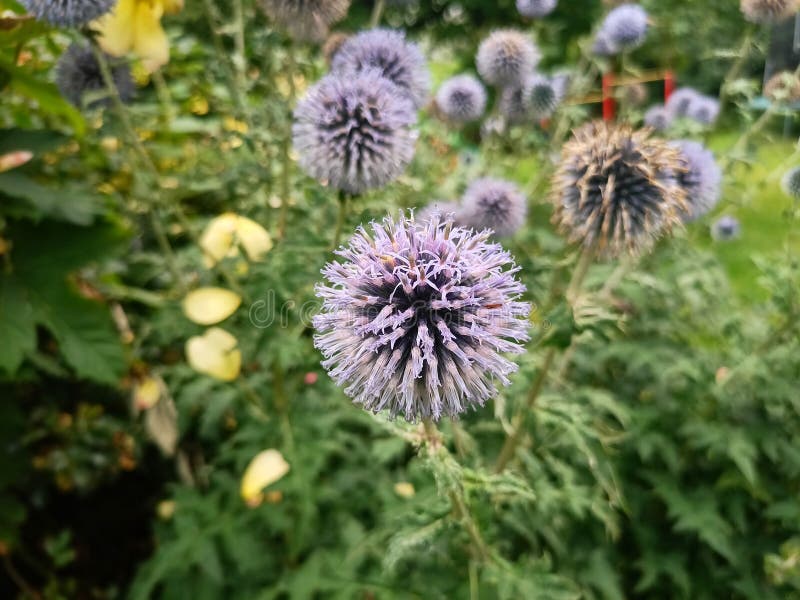 Echinops Bannaticus or Blue Globe-thistle Flower Heads Stock Photo ...