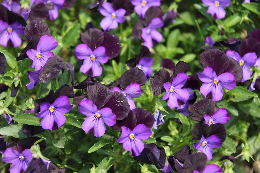 The purple elf stock photo. Image of nature, meadow - 280494338