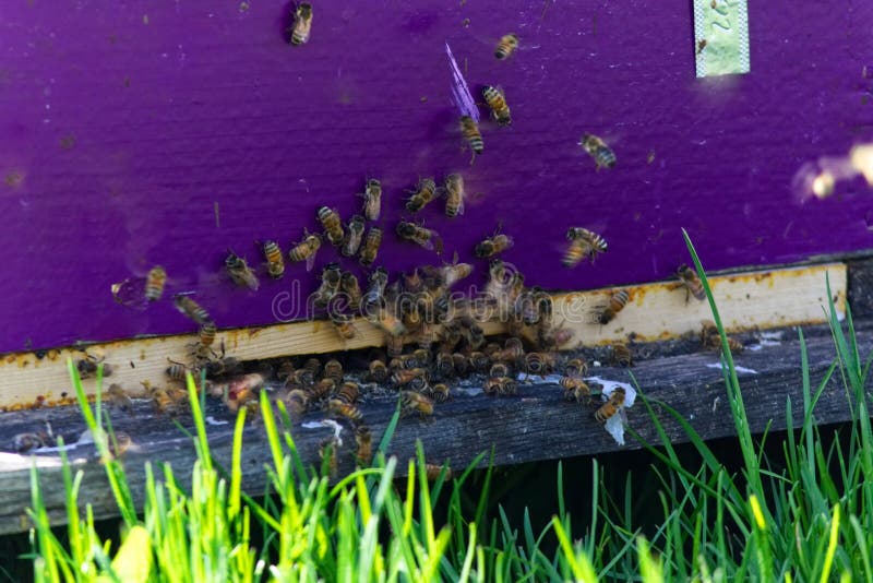 Purple WBC Beehive stock image. Image of home, collecting - 94058879