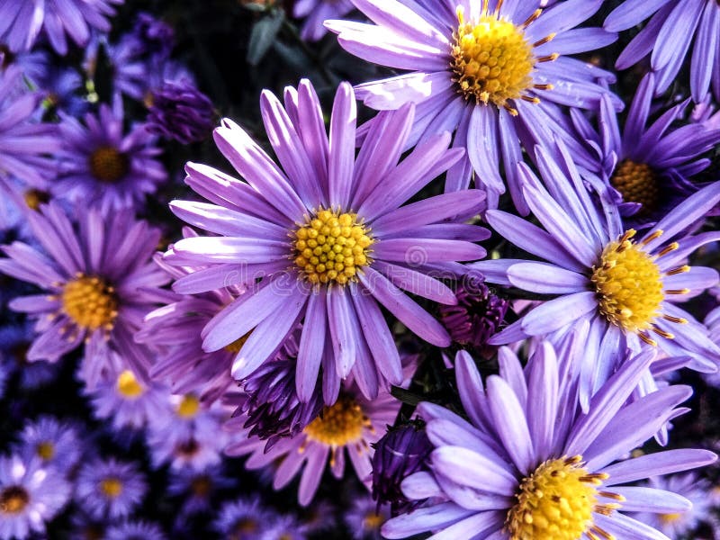 Purple European Michaelmas Daisy - Flower Stock Image - Image of daisy ...