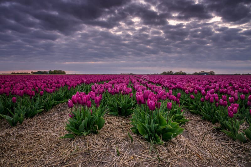 1,476 Flowerfield Stock Photos - Free & Royalty-Free Stock Photos from ...