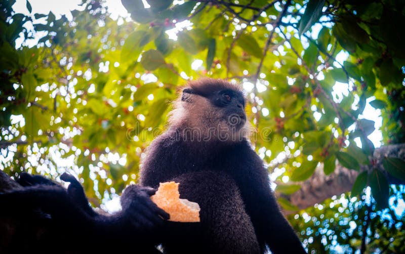 The Purple-faced Langur Monkey on the Tree Vivid Image Stock Photo ...