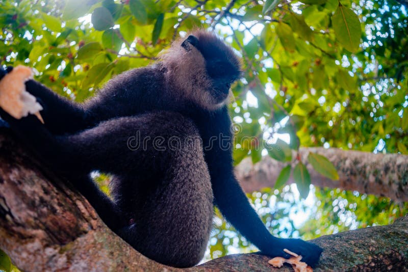 The Purple-faced Langur Monkey on the Tree Vivid Image Stock Photo ...