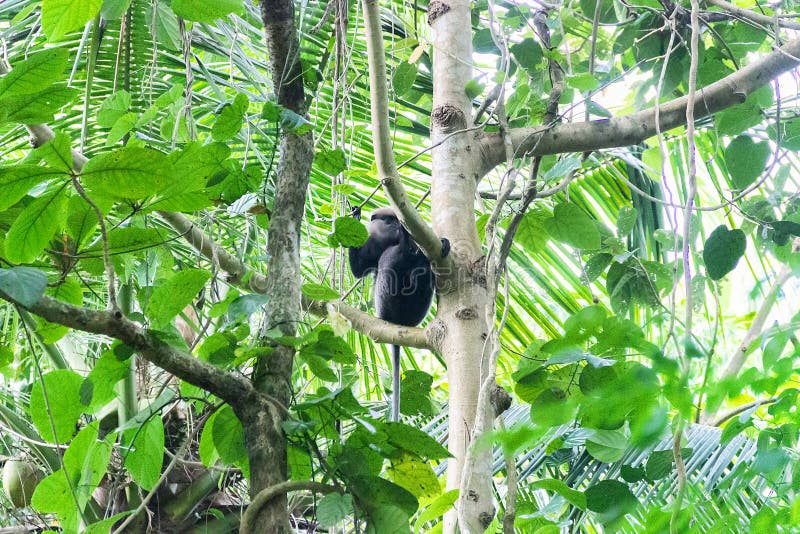 Purple-faced langur stock photo. Image of animal, food - 205518136