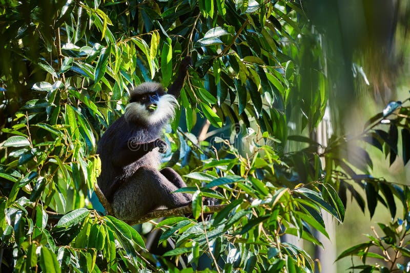 Purple-faced Langur, Trachypithecus Vetulus, Monkey Sitting on the Tree ...