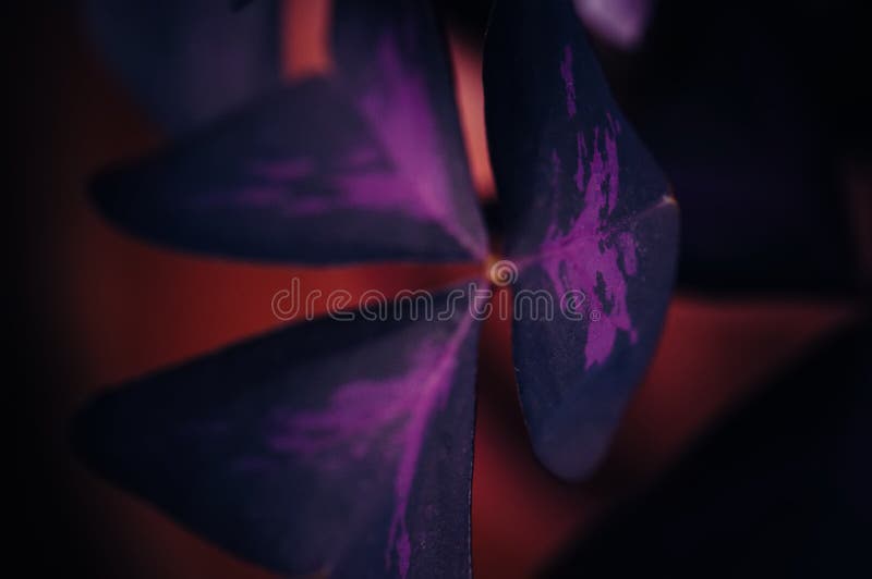 Purple or False Shamrock (Oxalis Triangularis). Natural Background ...