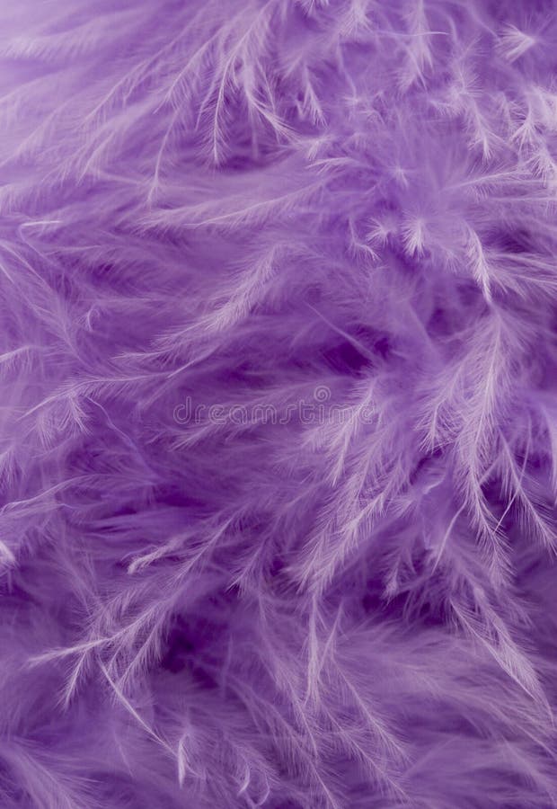 Purple Feather Abstract Background Stock Illustration - Illustration of ...