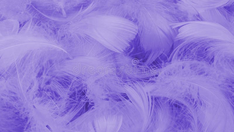 Purple Feather As a Background Stock Photo - Image of colour, fall ...