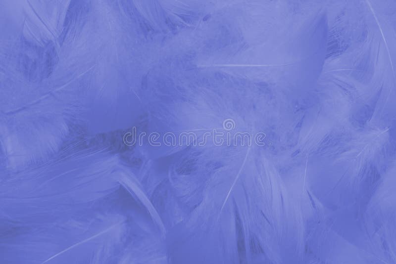 Purple Feather As Background, Top View Stock Photo - Image of angel ...