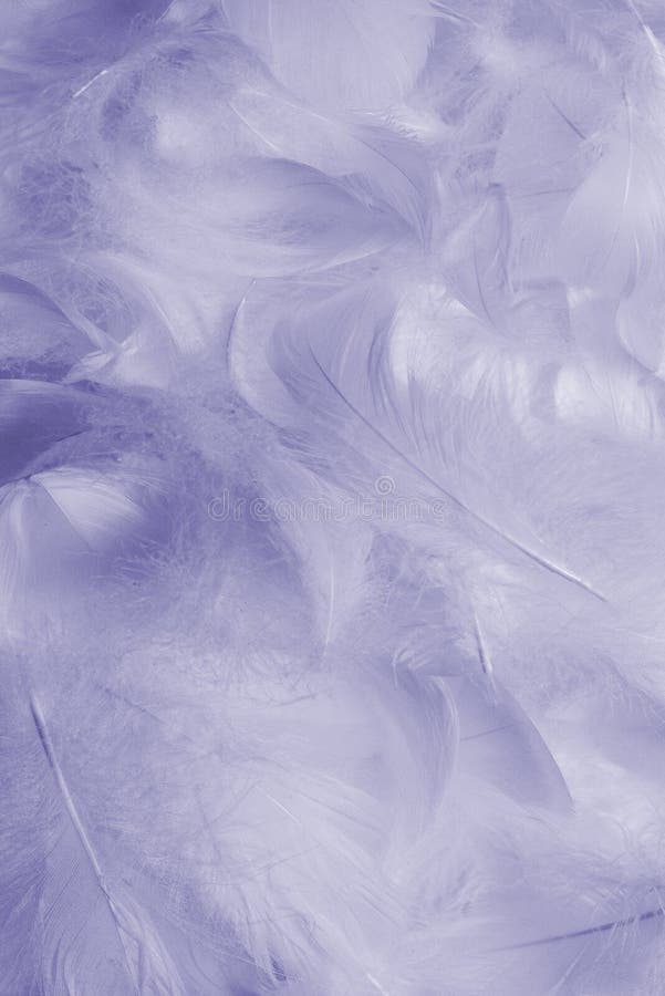 Purple Feather As Background, Top View Stock Photo - Image of bird ...