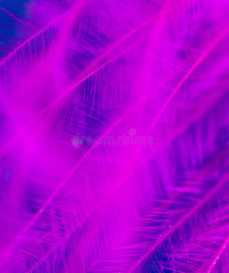 Purple Feather on a Blue Background. Stock Image - Image of color ...