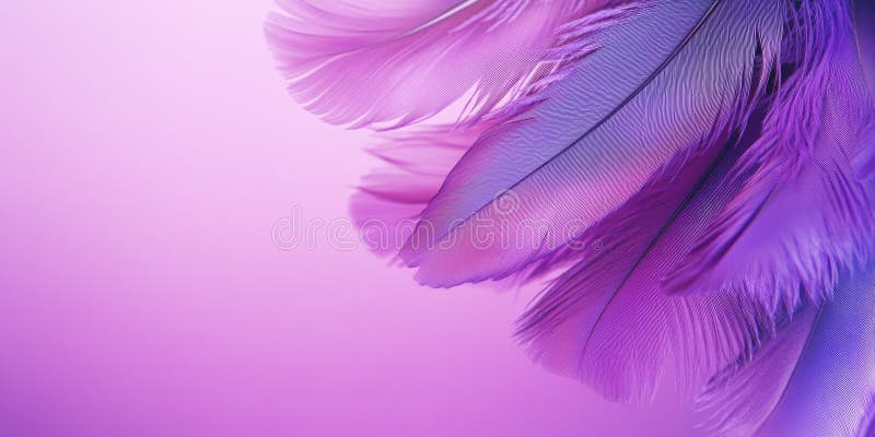 Purple Feather Pink Blue Stripe Stock Photos - Free & Royalty-Free ...