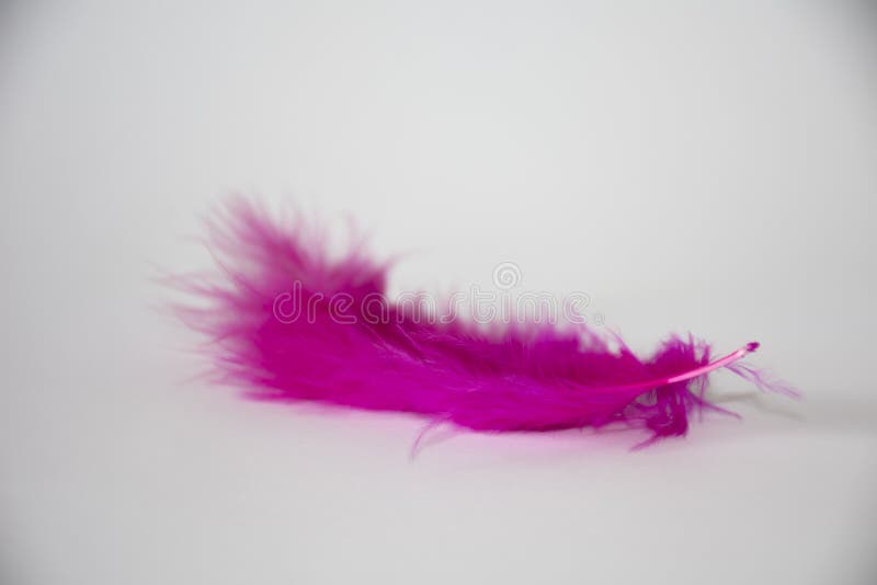 Purple Feather on White Backgorund Stock Image - Image of backgorund ...