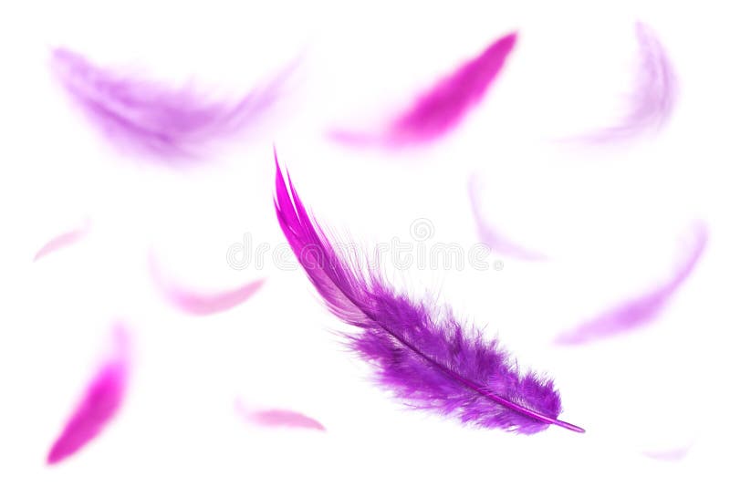 Purple Feathers stock photo. Image of magenta, individual - 23267176