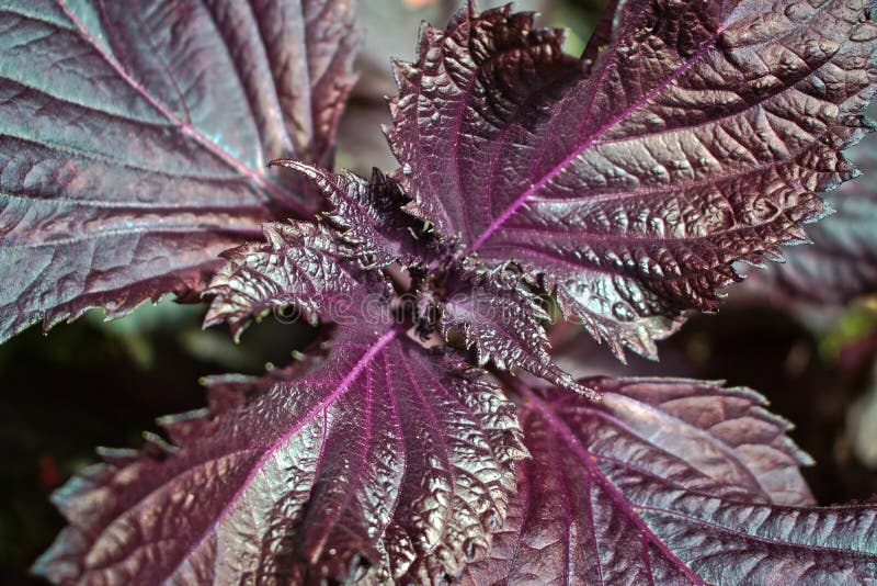 Purple Fern stock image. Image of closeup, nature, flora - 76663885