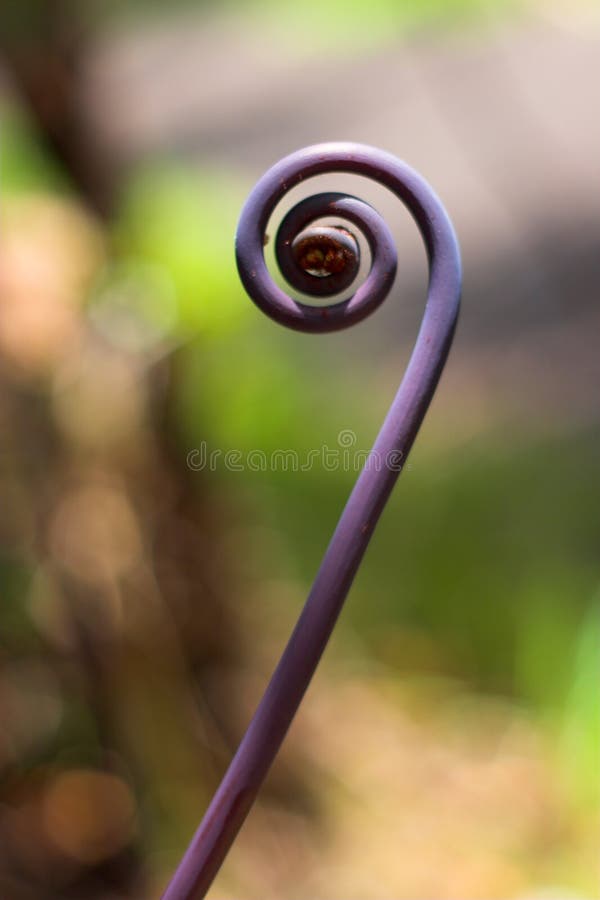 Purple fern shoot stock photo. Image of botany, growth - 9391980