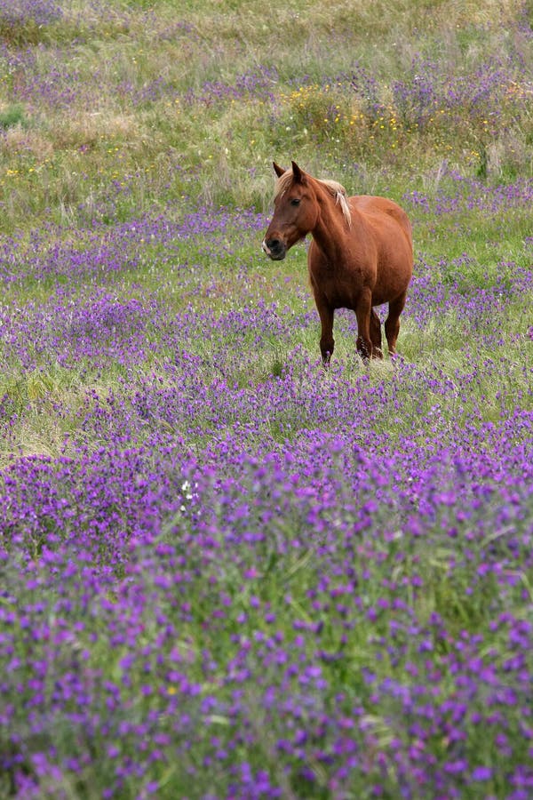 Purple Field stock photo. Image of field, grass, scenery - 5895314