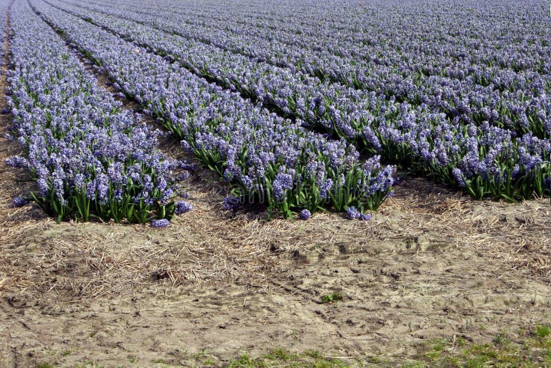 Purple Field Picture. Image: 738561