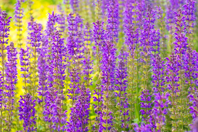 Purple field stock image. Image of flower, herbal, field - 41309499