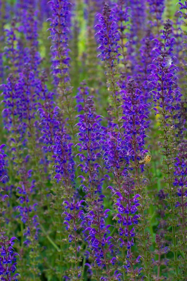 Purple field stock photo. Image of grass, purple, rural - 41308450