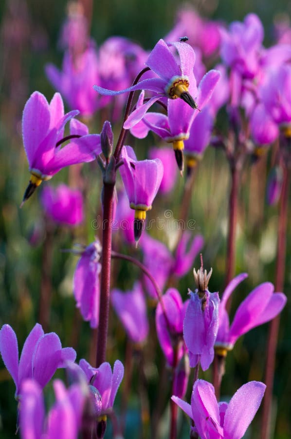 Purple fields stock image. Image of stars, valley, fields - 68540573