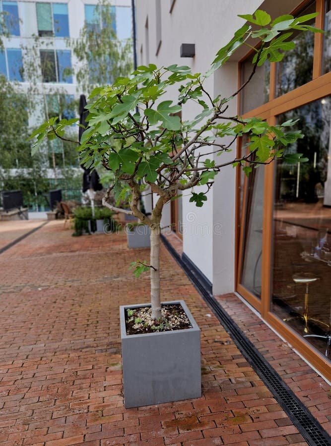 Rural Square with Yellow Perennials Flowering in a Flowerbed Along ...