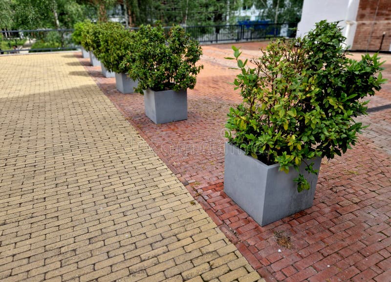 Rural Square with Yellow Perennials Flowering in a Flowerbed Along ...