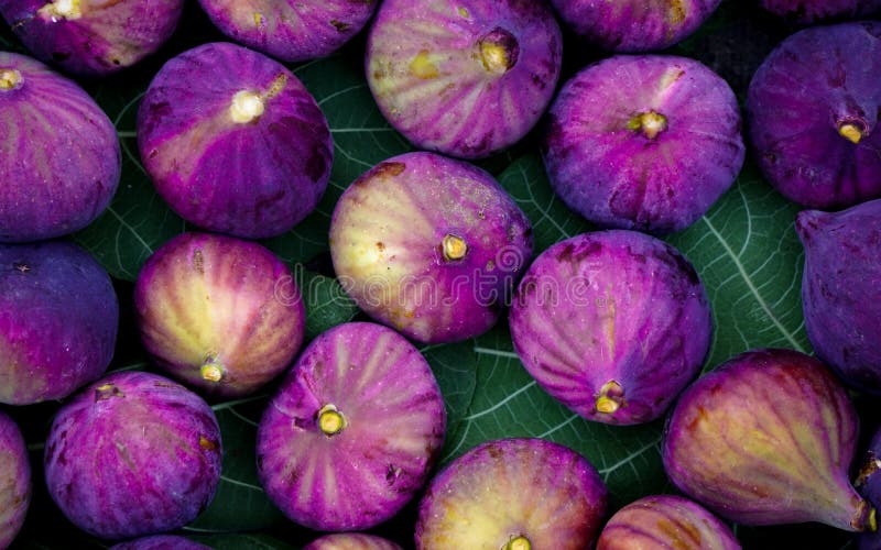 Purple Figs Close Up View on the Leaves Stock Photo - Image of ...