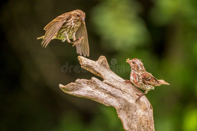 Purple Finches Flying and Perched Stock Photo - Image of leaf, wildlife ...