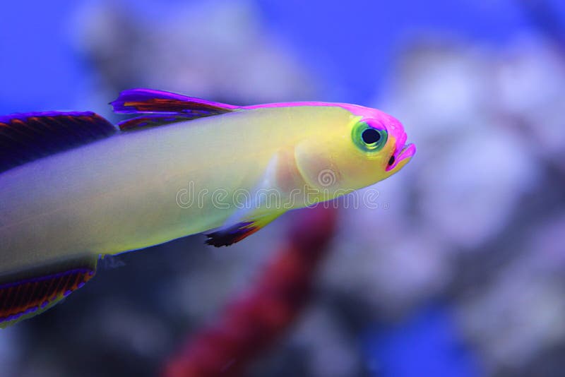 Purple firefish stock image. Image of purple, fire, yellow - 28414243