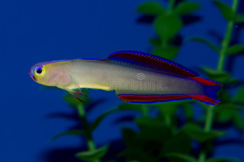 Purple Firefish Stock Photos - Free & Royalty-Free Stock Photos from ...