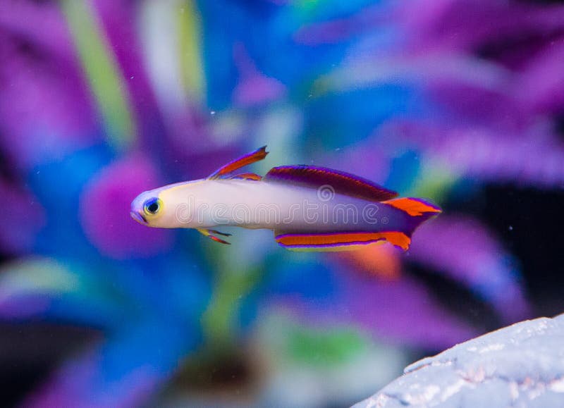 Purple firefish stock photo. Image of focus, black, firefish - 108336028