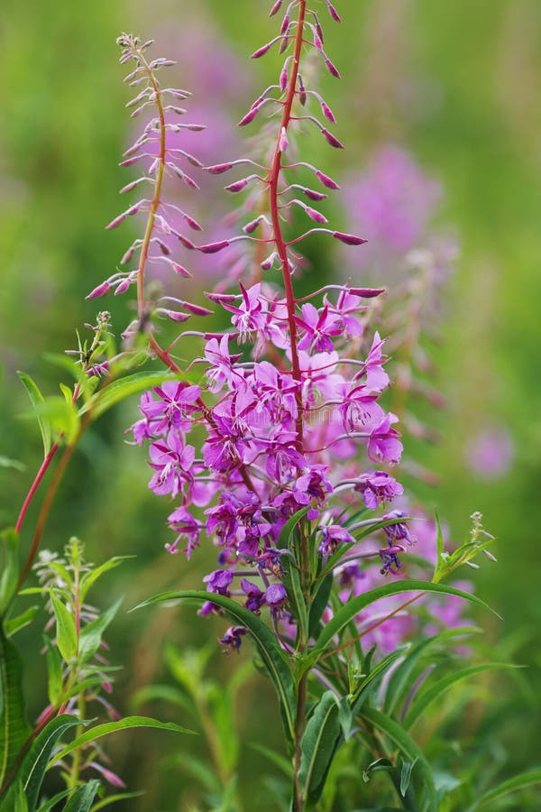 Fireweed Wildflowers In A Burnt Forest Stock Image - Image of spring ...