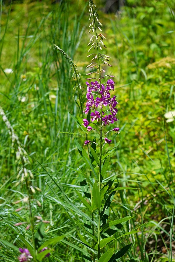 Purple Fireweed with Background of Mount Baker - Snoqualmie Nat Stock ...