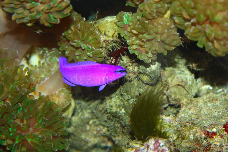 Purple fish stock image. Image of coral, marine, corals - 13552109