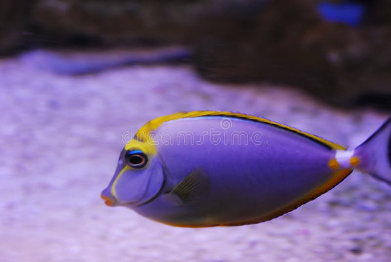 Purple fish stock image. Image of nature, marine, animal - 3091263