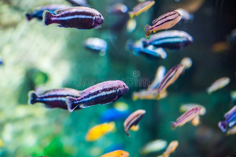 Purple Fish in the Aquarium Stock Image - Image of dweller, collection ...