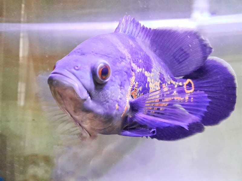 A Purple Fish with Big Eyes Stock Image - Image of beautiful ...