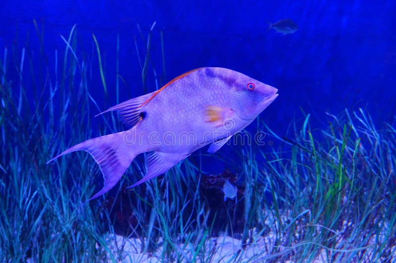 Purple fish stock image. Image of coral, marine, corals - 13552109