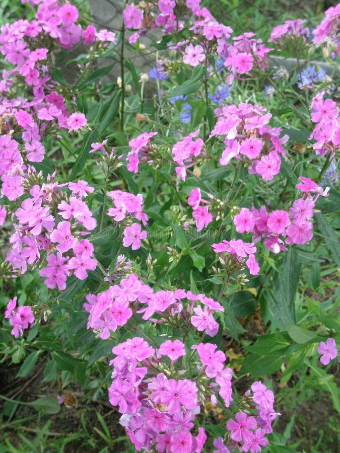 Purple Flame Flowers of Phlox Paniculata. Garden Phlox Flower ...