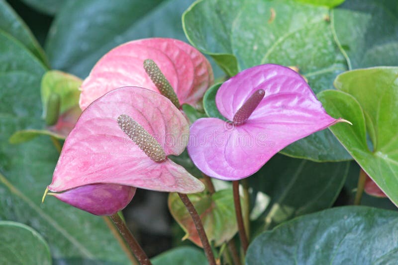 Purple flamingo flowers stock image. Image of botany - 134955921