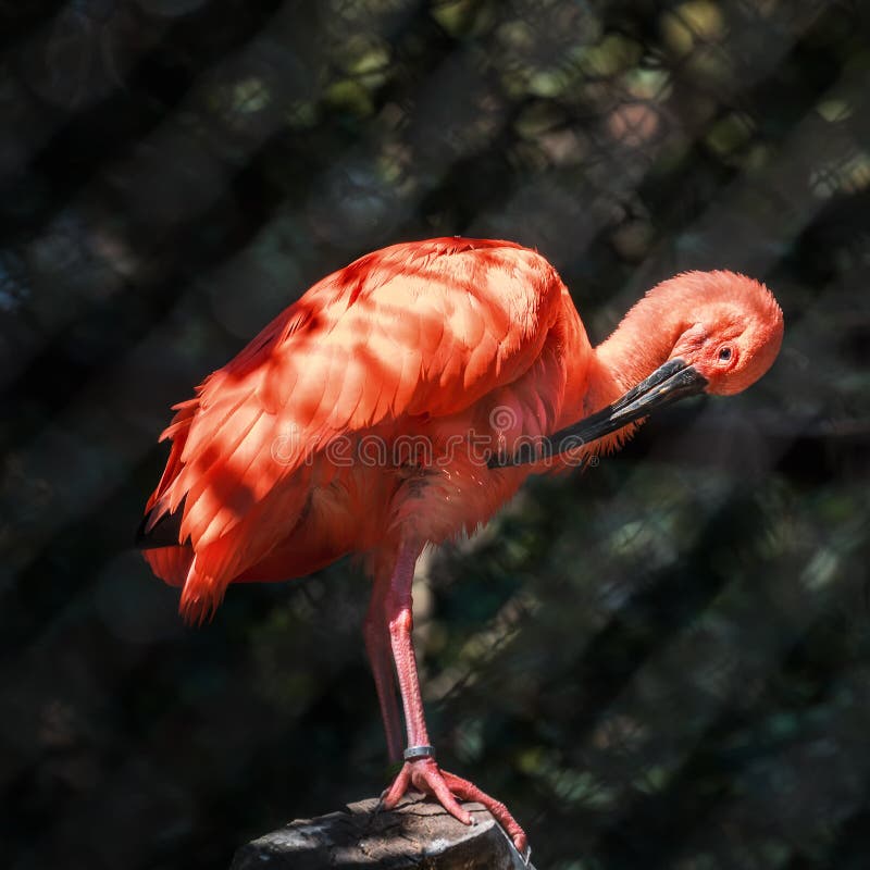 Purple flamingo flower stock photo. Image of blossom, border - 8940730