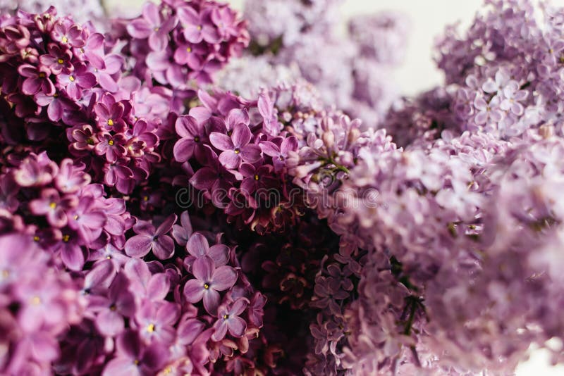 Purple Floral Texture of Lilac on a White Background Stock Photo ...